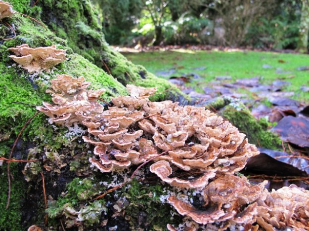 The fascination of fungi | Tikorangi The Jury Garden
