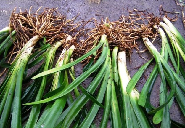 Digging and dividing clivias | Tikorangi The Jury Garden