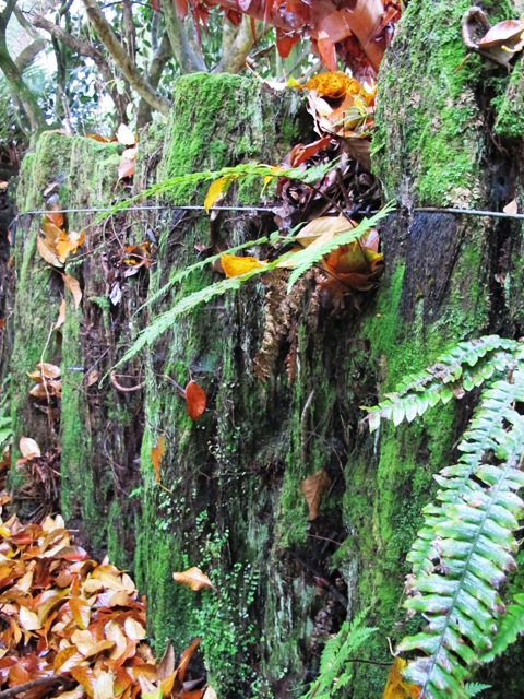 ponga walls | Tikorangi The Jury Garden