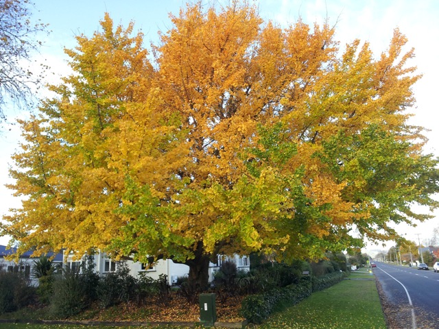 “My tree will stop growing when it reaches 3 metres, won’t it ...