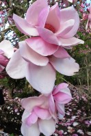 Magnolia Iolanthe | Tikorangi The Jury Garden
