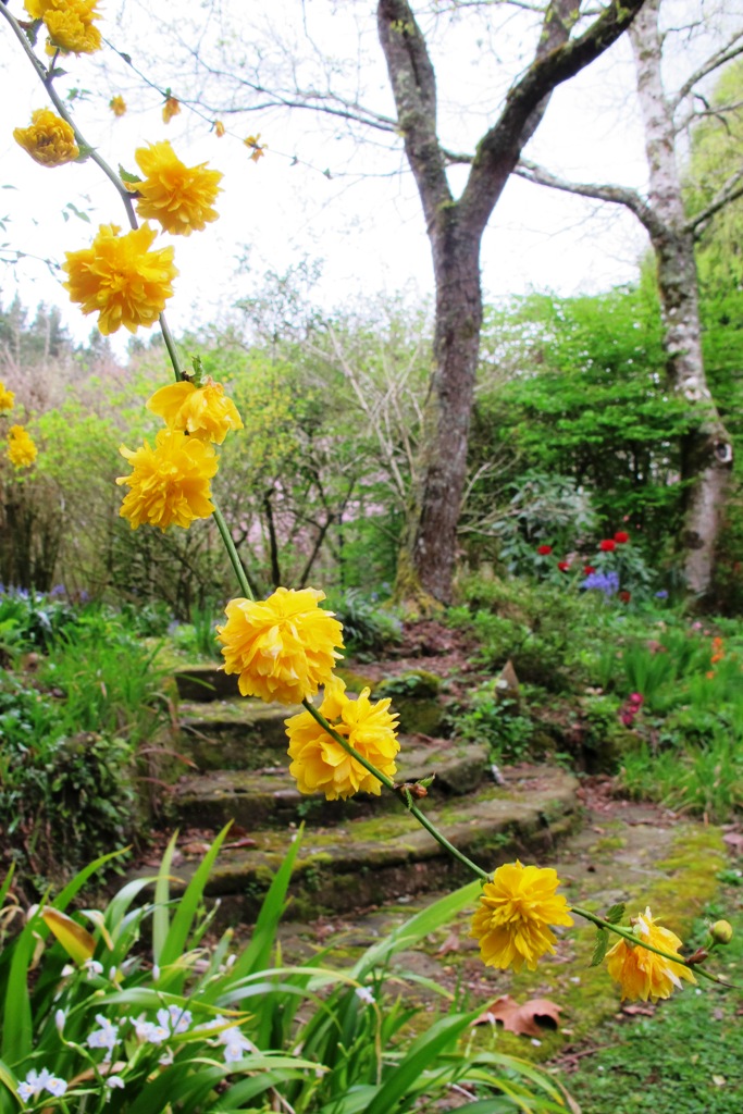 Plant Collector: Kerria japonica “Pleniflora” | Tikorangi The Jury Garden