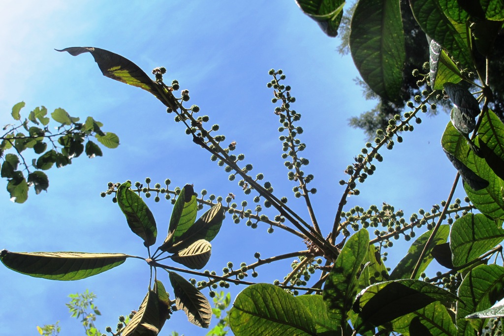 Tikorangi Notes: Sunday March 15, 2015 Mostly about saving native trees ...