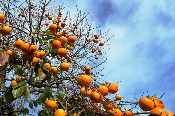 Persimmon Fruit Quotes