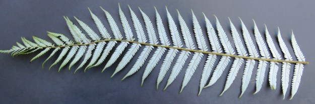 The silver fern | Tikorangi The Jury Garden