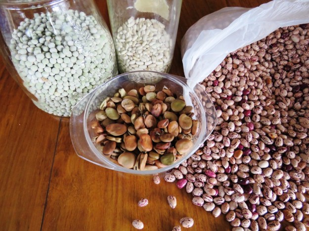 Full o’ beans | Tikorangi The Jury Garden