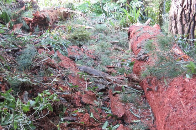 The Evolution of a Garden | Tikorangi The Jury Garden