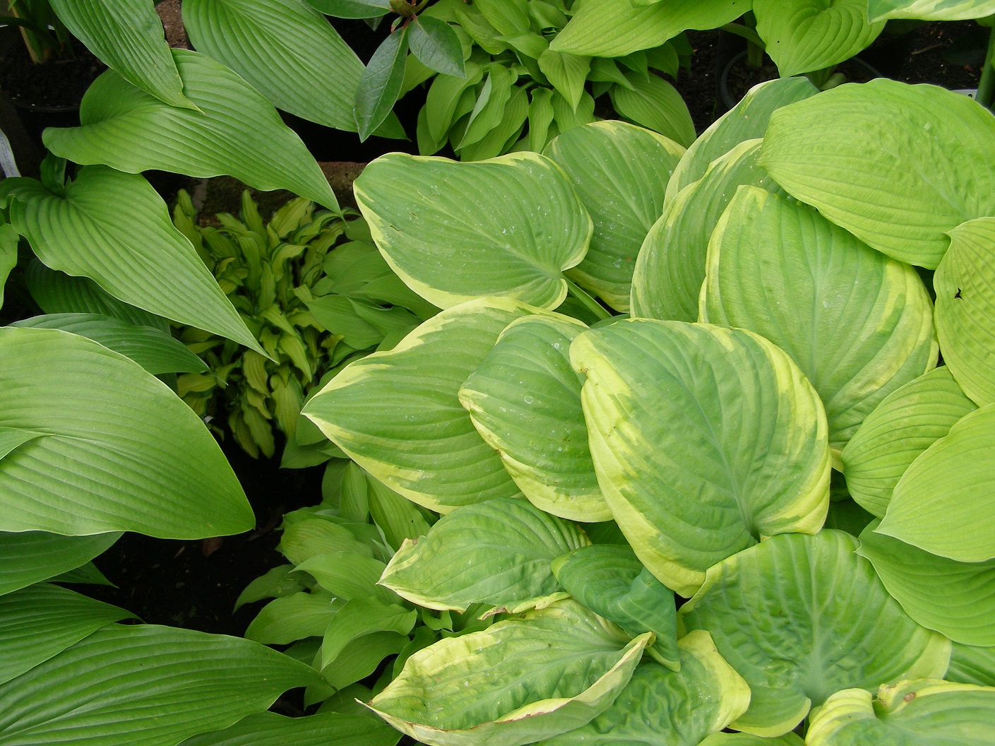 growing hostas | Tikorangi The Jury Garden