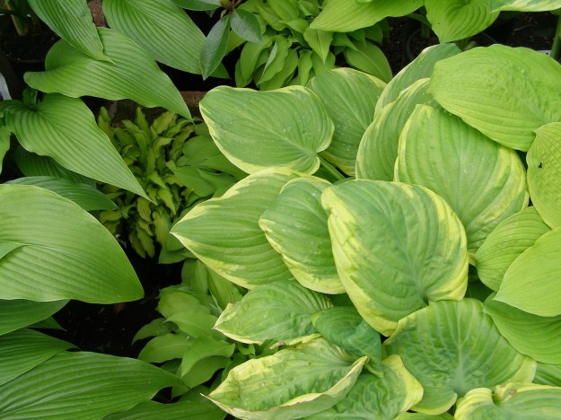 Hosta Time | Tikorangi The Jury Garden