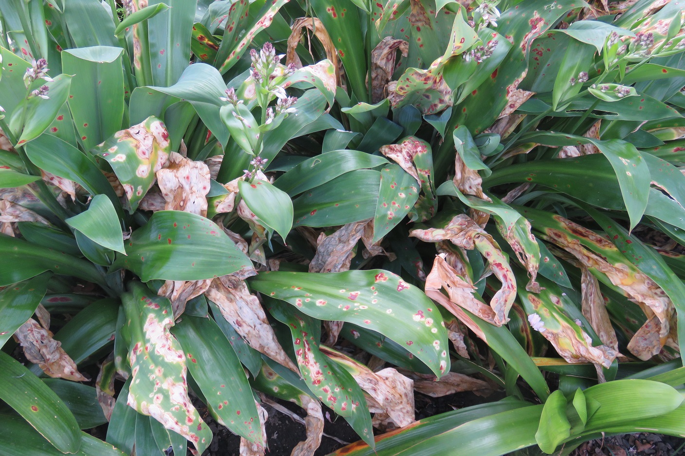 Garden Lore – when renga renga lilies go bad. | Tikorangi The Jury Garden