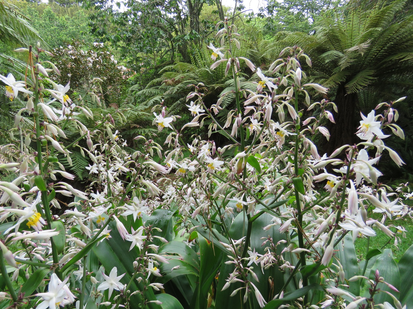 Garden Lore – when renga renga lilies go bad. | Tikorangi The Jury Garden