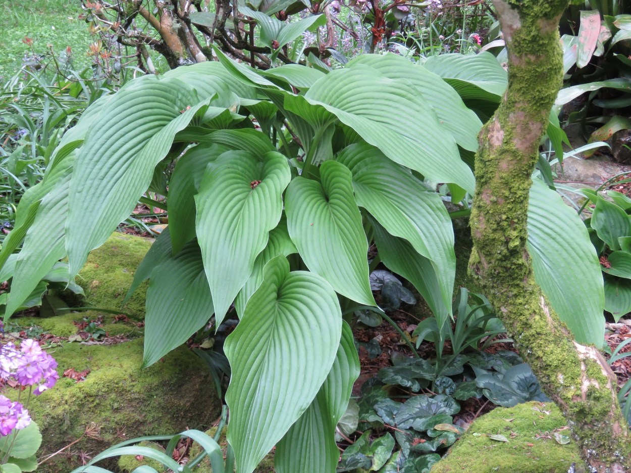 growing hostas | Tikorangi The Jury Garden