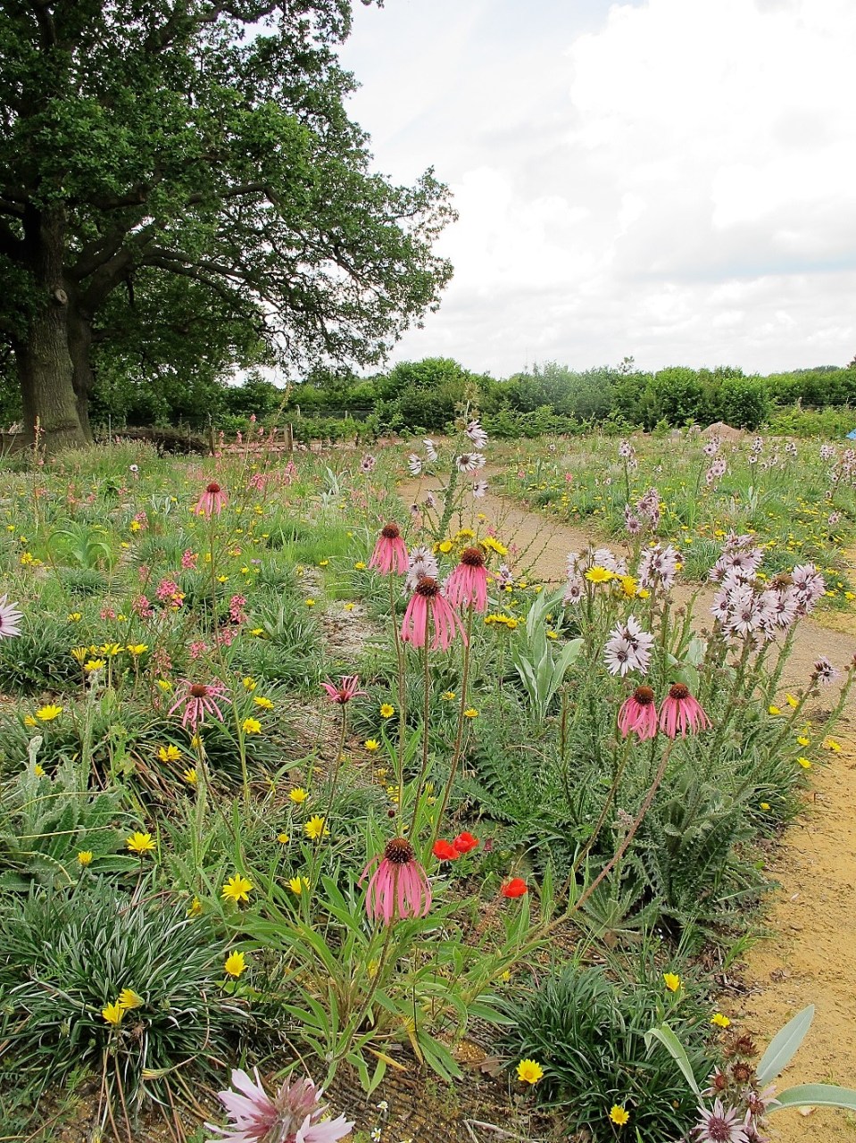 Piet Oudolf borders at Wisley | Tikorangi The Jury Garden