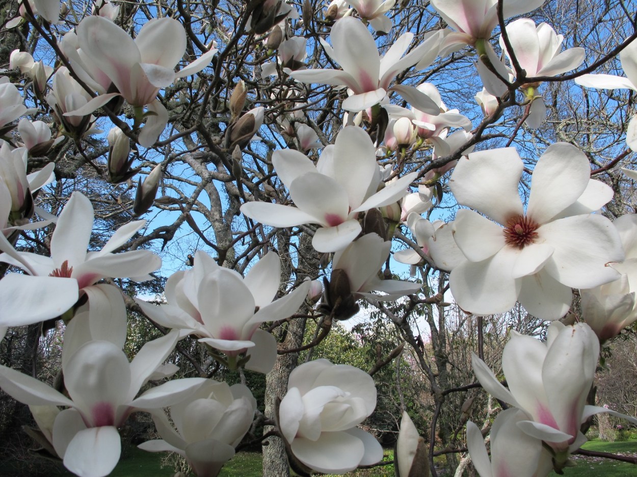red magnolias | Tikorangi The Jury Garden