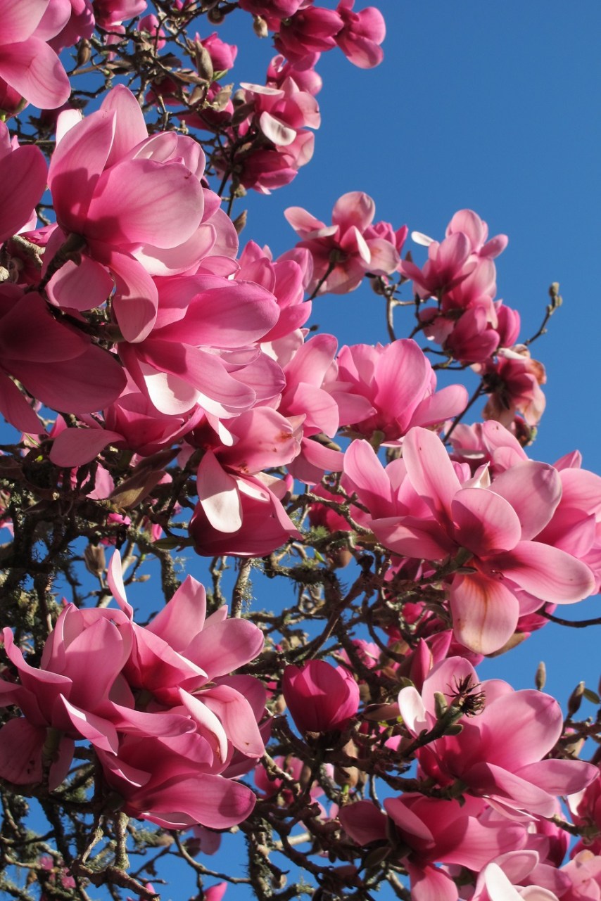 red magnolias | Tikorangi The Jury Garden