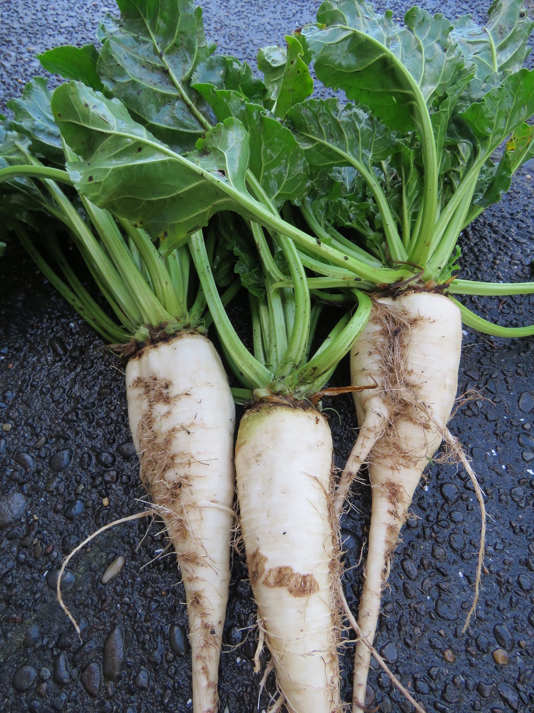 sugar beet | Tikorangi The Jury Garden