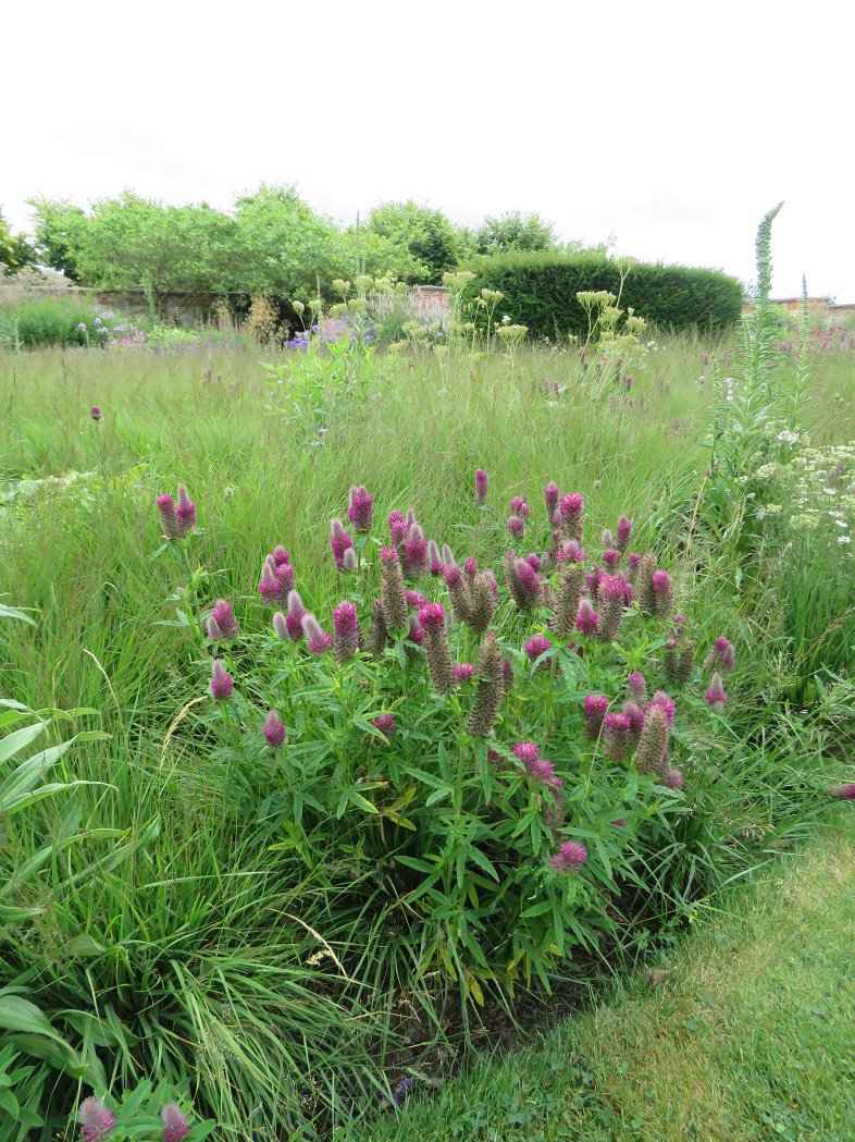 Meadow, meadow. Three meadow styles. | Tikorangi The Jury Garden