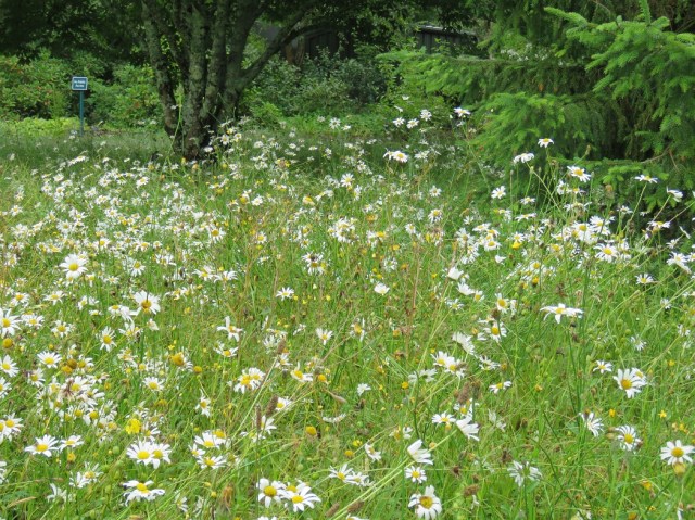 Meadow, meadow. Three meadow styles. | Tikorangi The Jury Garden