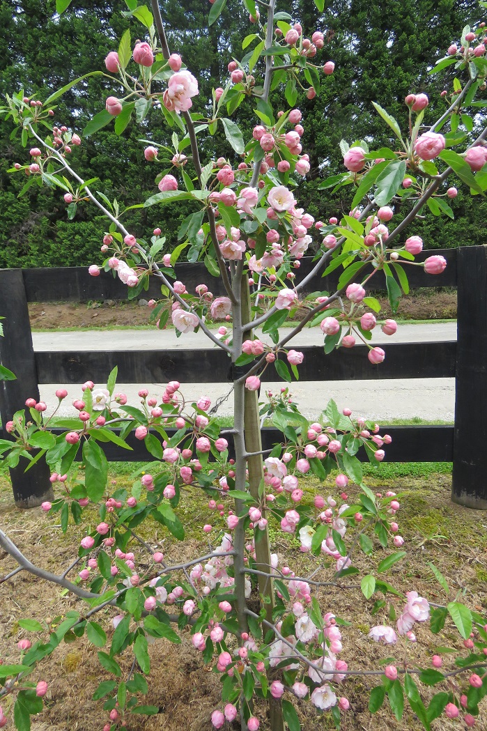 Plant Collector: Malus ioensis ‘Plena’ – (Betchel Crabapple ...