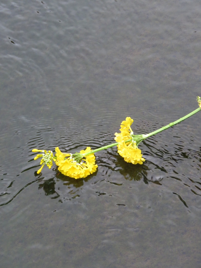 Michelia yunnanensis | Tikorangi The Jury Garden