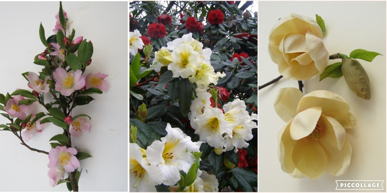 The Jury plant legacy | Tikorangi The Jury Garden