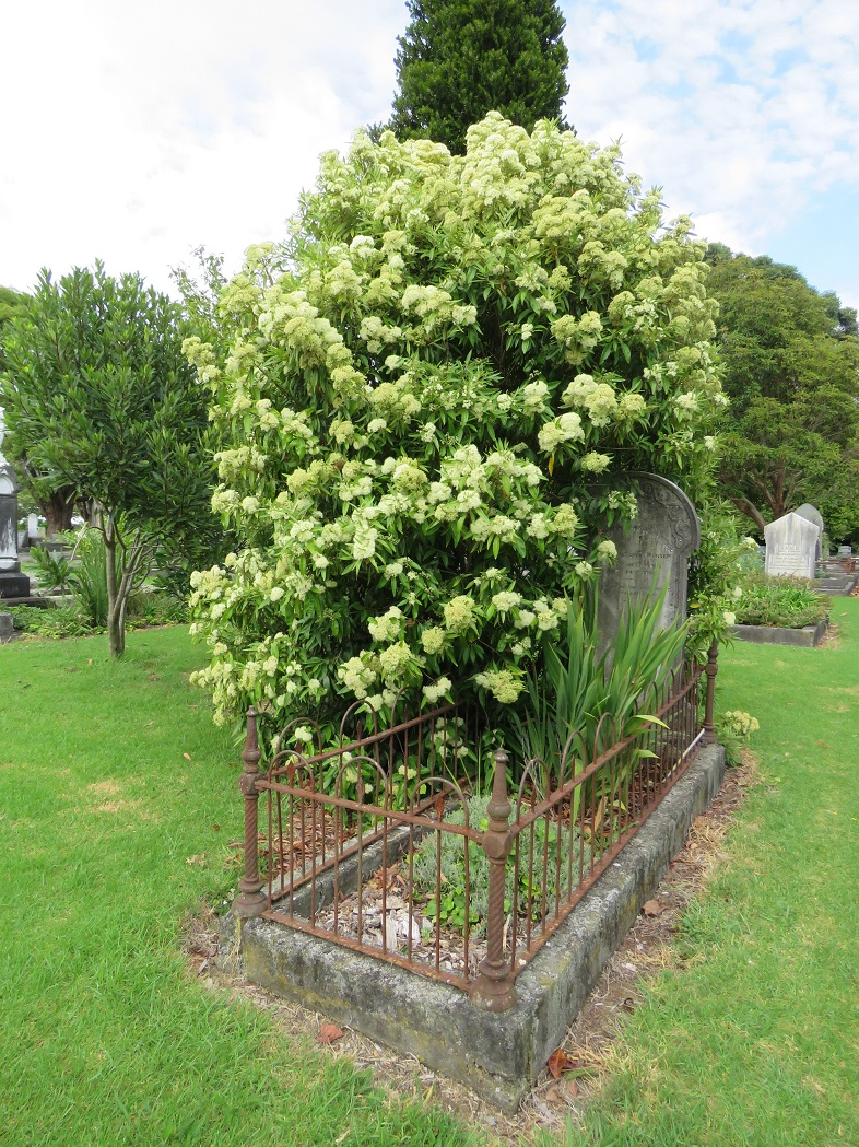 Plant Collector: Backhousia citriodora or the lemon myrtle | Tikorangi ...