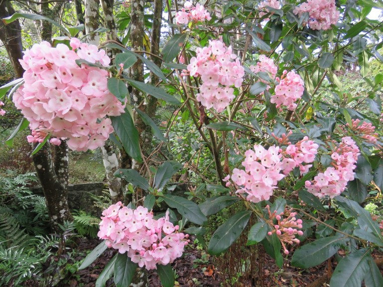 Blooms to sweeten a winter’s day – luculia | Tikorangi The Jury Garden