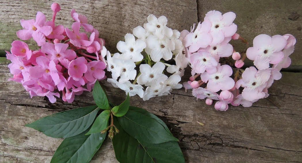 Blooms to sweeten a winter’s day – luculia | Tikorangi The Jury Garden