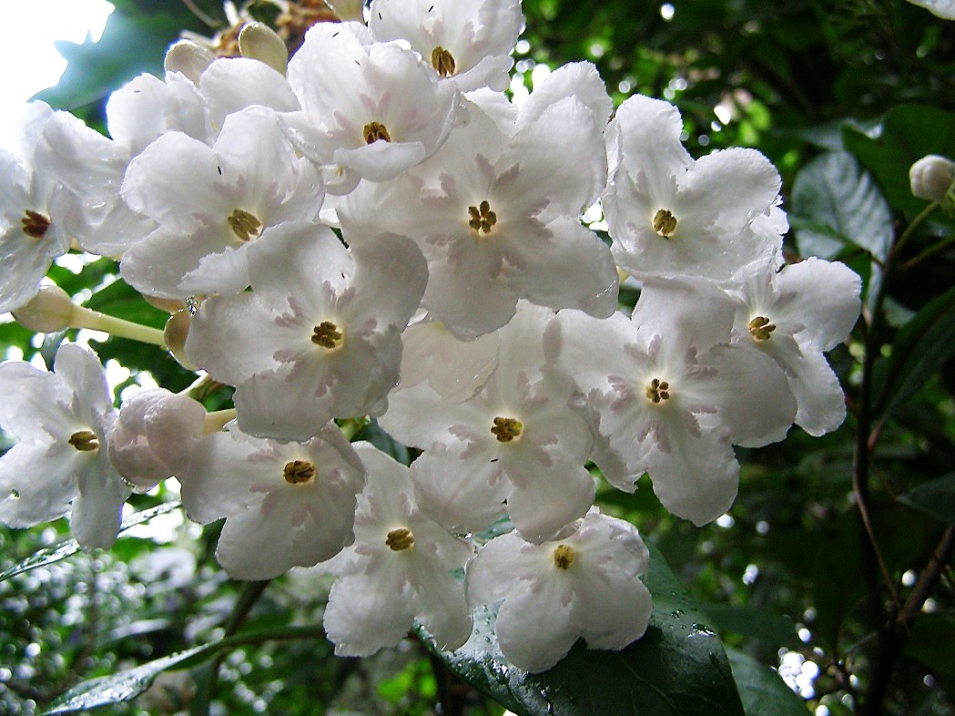 Blooms to sweeten a winter’s day – luculia | Tikorangi The Jury Garden
