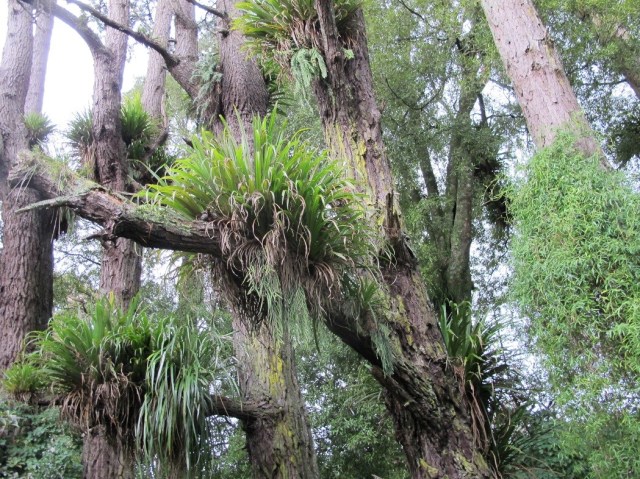 Epiphytes On Trees Vascular Epiphytes: Plants That Have Broken Ties