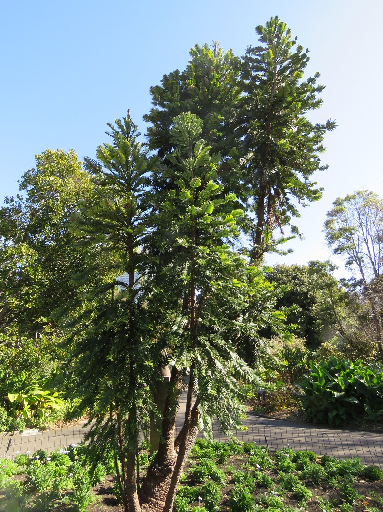 Not just a fossil after all – the wollemi pine. | Tikorangi The Jury Garden