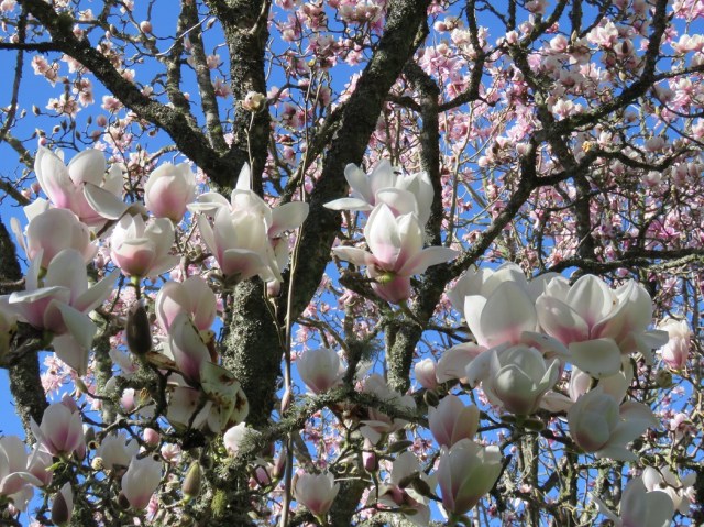 Magnolia Iolanthe | Tikorangi The Jury Garden
