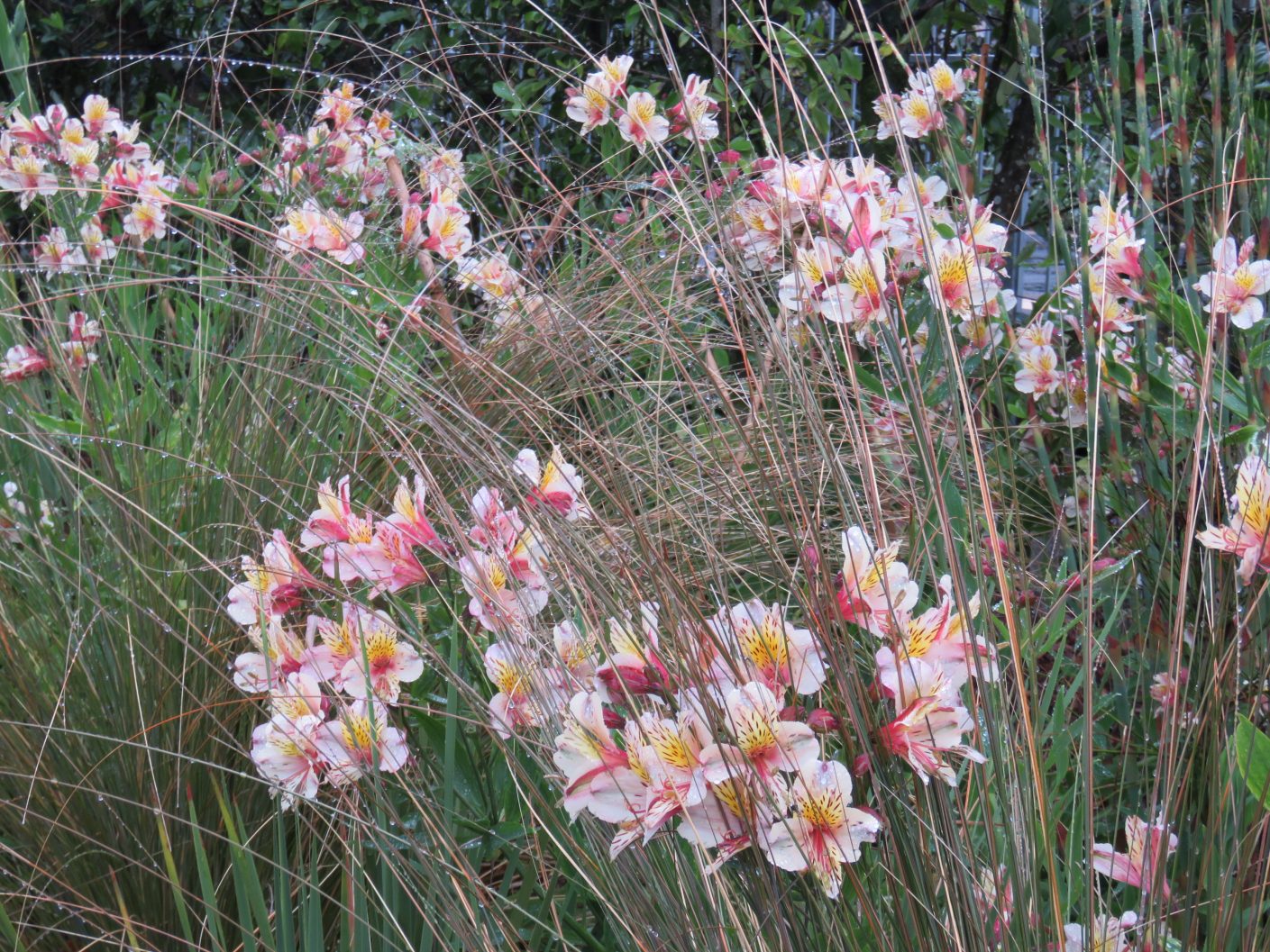 Gardening with our native flora | Tikorangi The Jury Garden