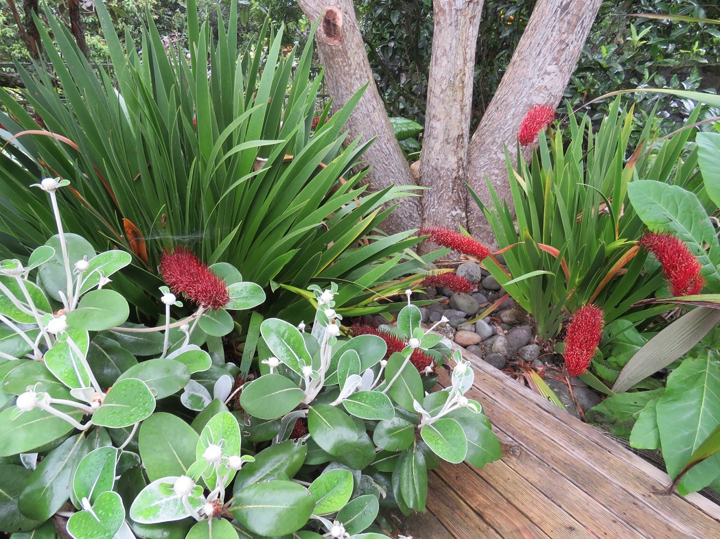 Gardening with our native flora | Tikorangi The Jury Garden