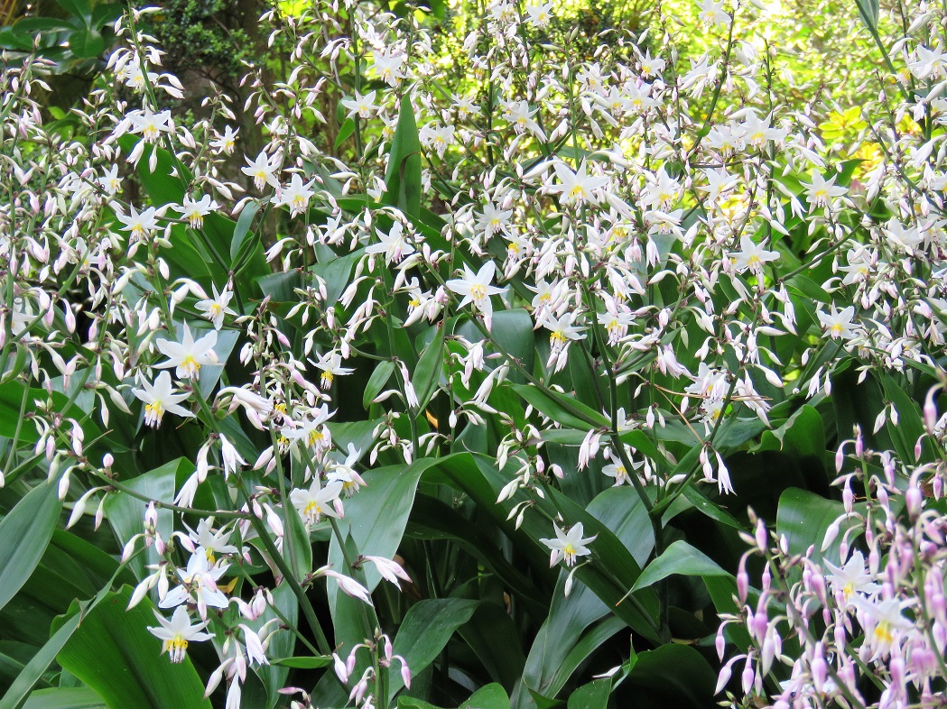 Gardening with our native flora | Tikorangi The Jury Garden