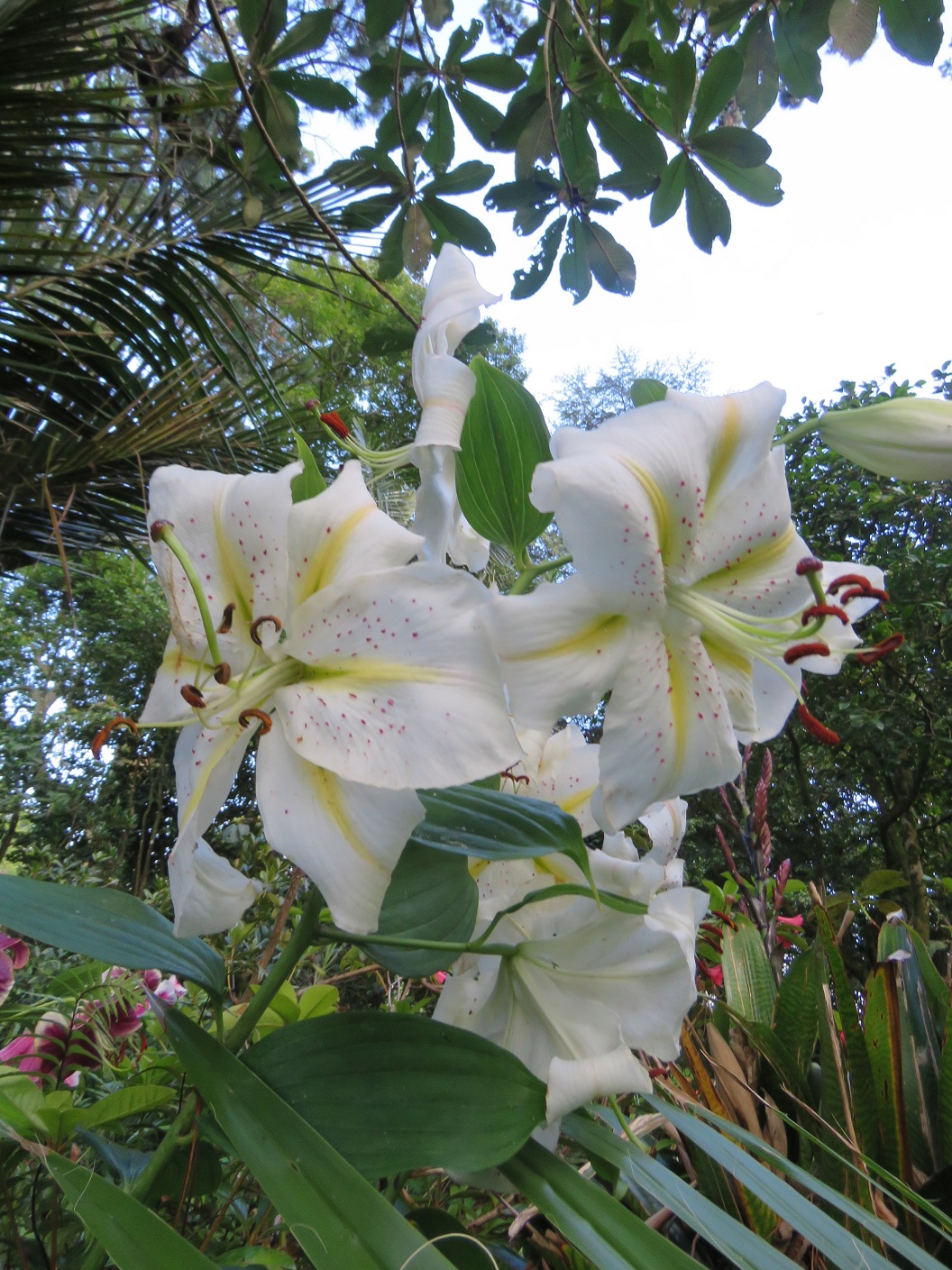 auratum lilies | Tikorangi The Jury Garden