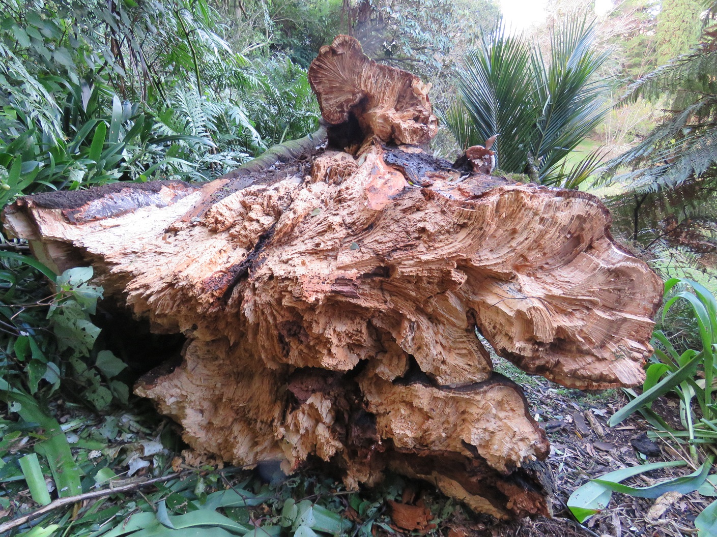 Treemageddon. Again. | Tikorangi The Jury Garden