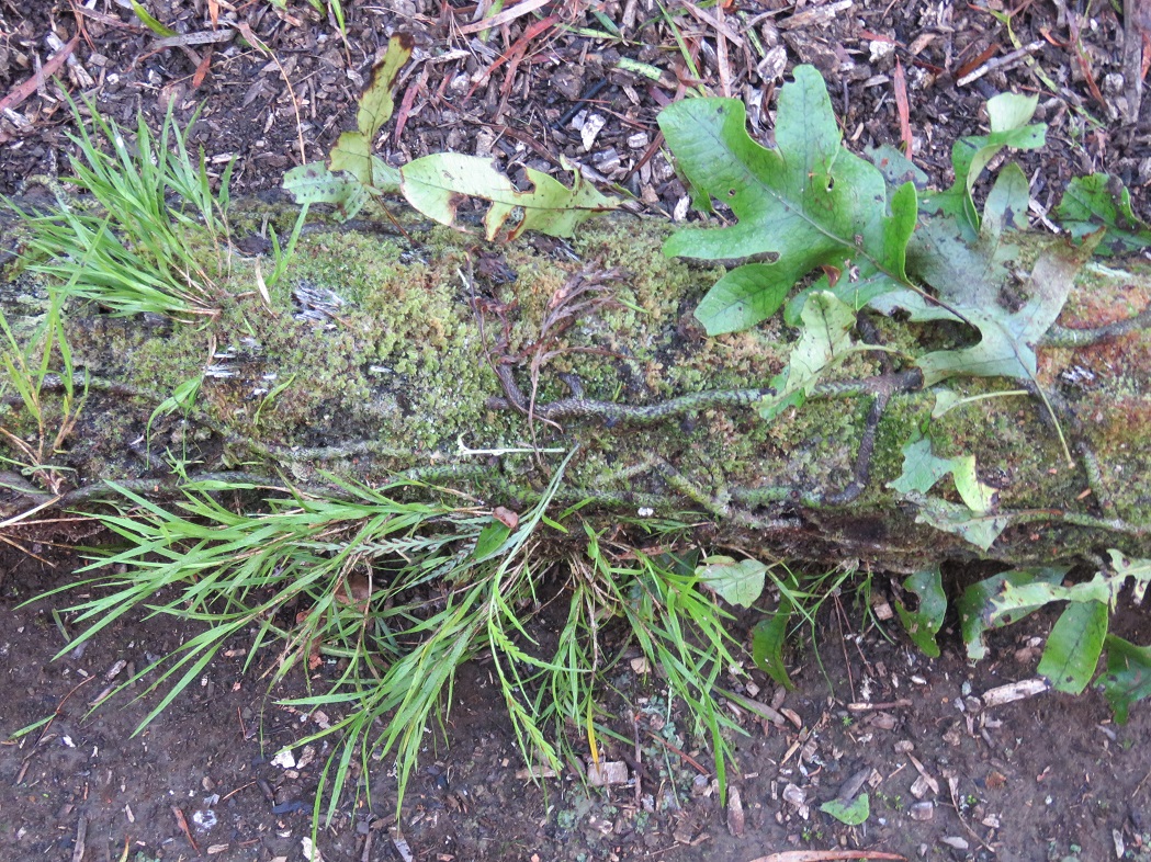 Epiphytes and ponga logs | Tikorangi The Jury Garden