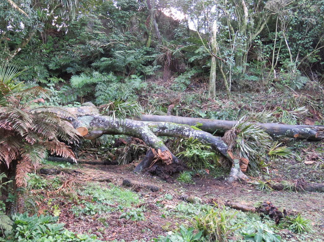 Epiphytes and ponga logs | Tikorangi The Jury Garden