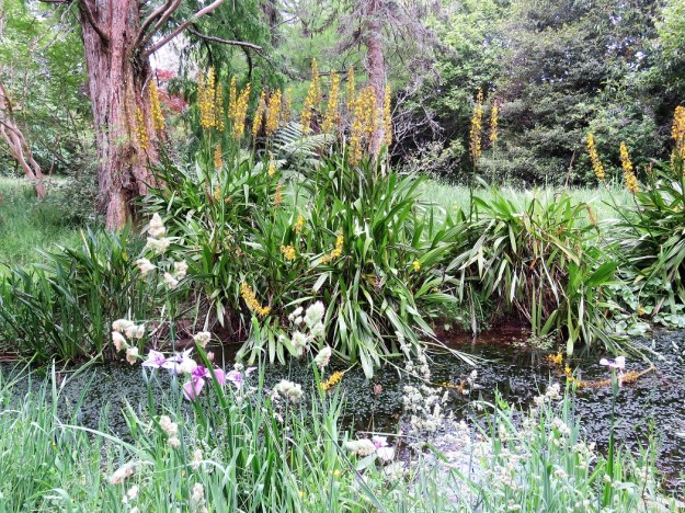 Higo iris | Tikorangi The Jury Garden