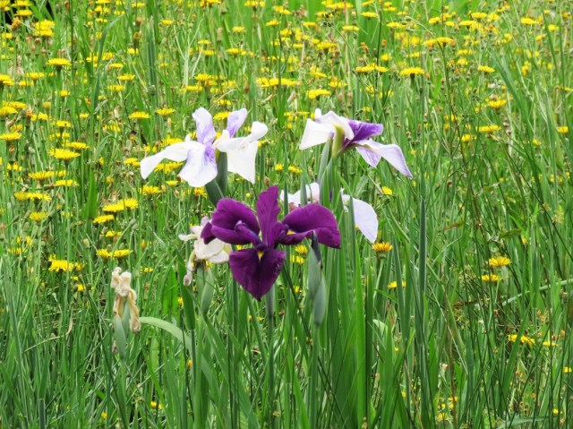 Higo iris | Tikorangi The Jury Garden
