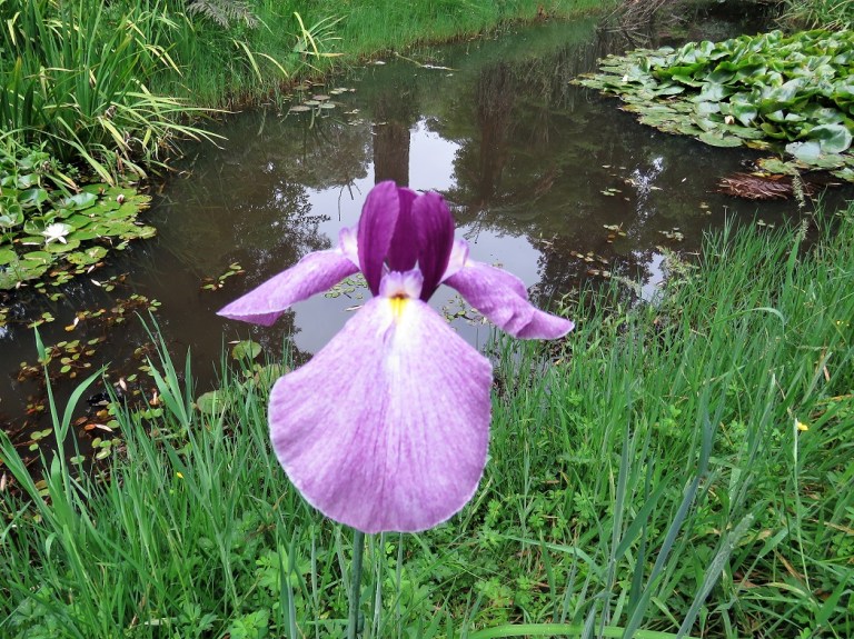 Higo iris | Tikorangi The Jury Garden