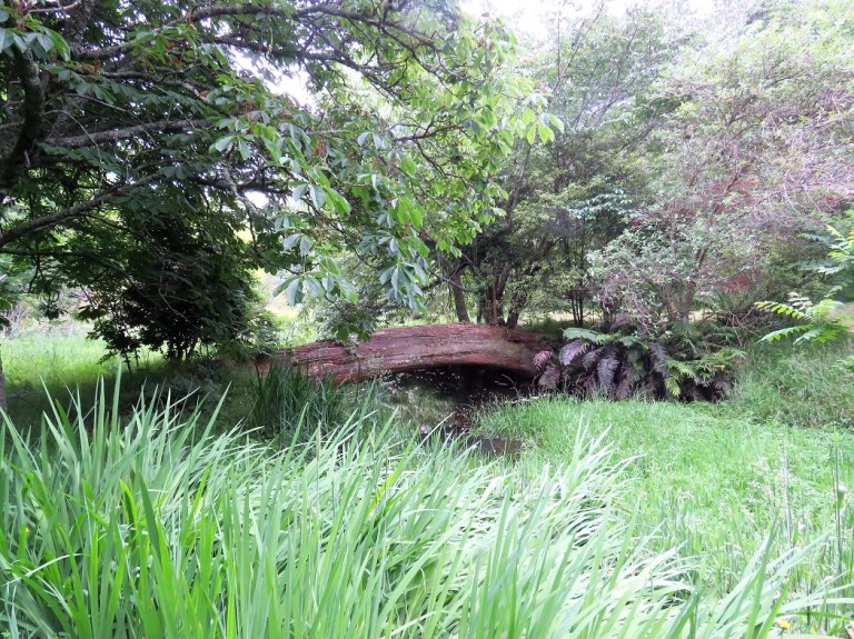 Higo iris | Tikorangi The Jury Garden