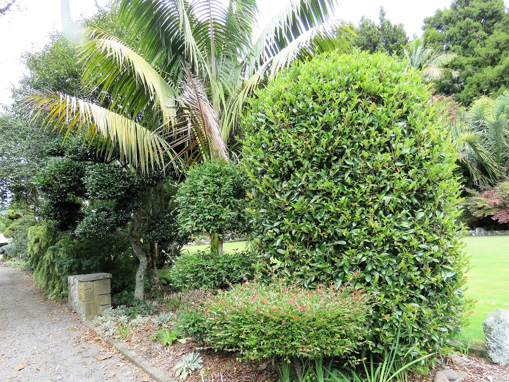 Lock down day 5 and the first camellia blooms of the season | Tikorangi ...