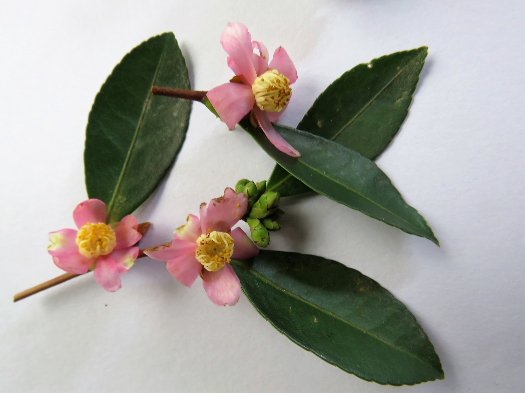 Lock down day 5 and the first camellia blooms of the season | Tikorangi ...