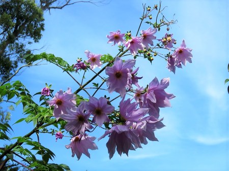 tree dahlias | Tikorangi The Jury Garden