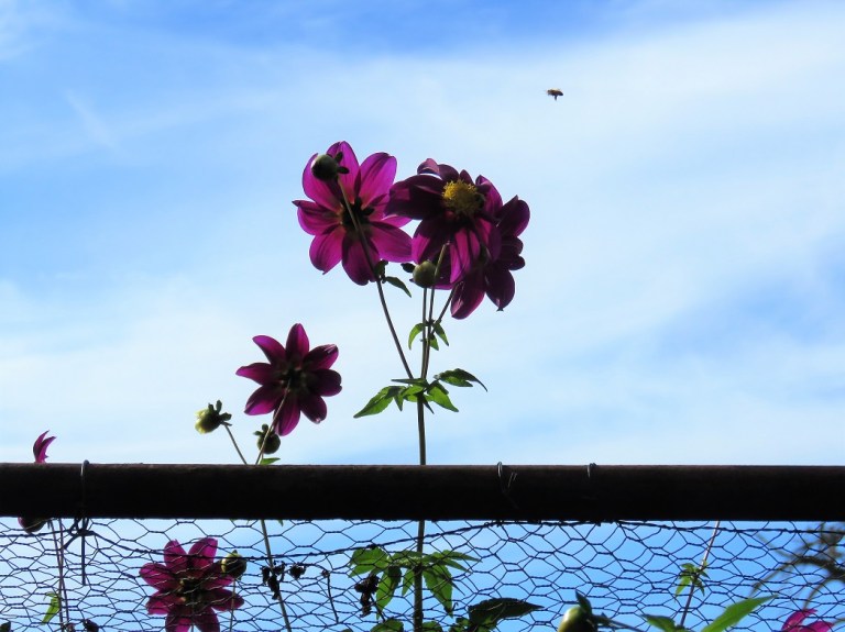 tree dahlias | Tikorangi The Jury Garden