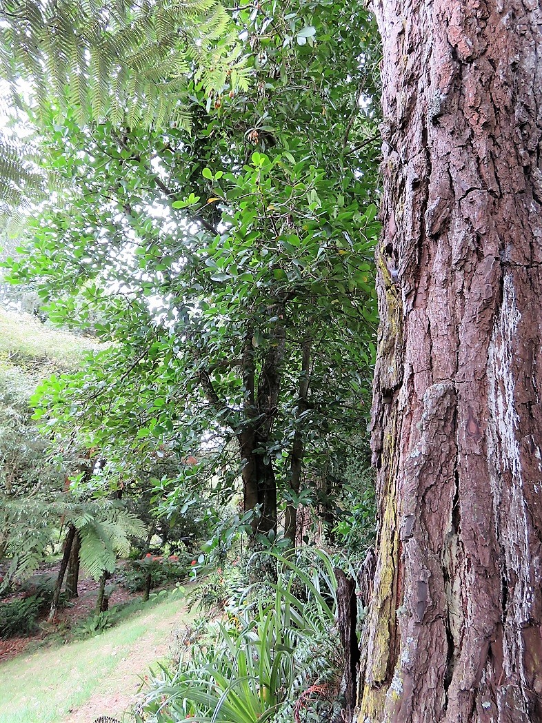 The karaka tree | Tikorangi The Jury Garden