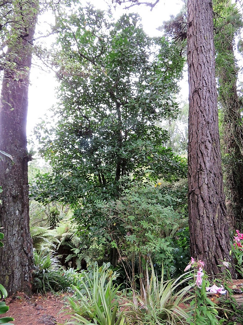 The karaka tree | Tikorangi The Jury Garden