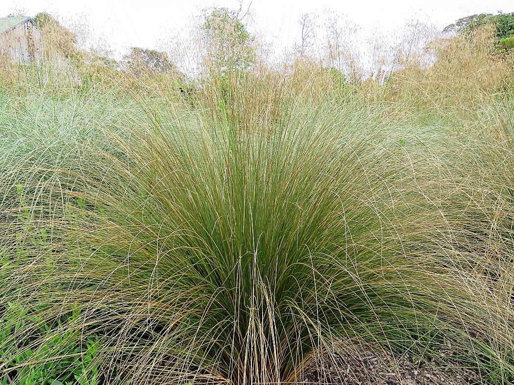 The grass report | Tikorangi The Jury Garden